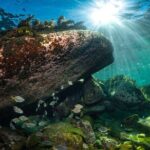 Guided Snorkeling Experience in Bondi - An Authentic, Balanced View on Value and Experience
