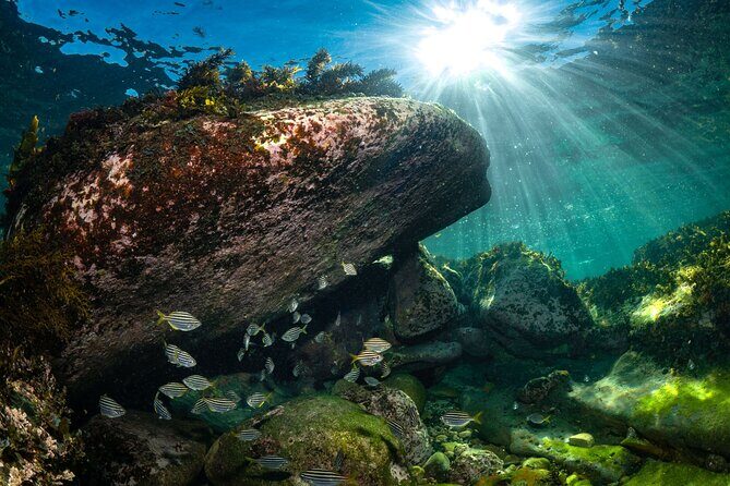 Guided Snorkeling Experience in Bondi - An Authentic, Balanced View on Value and Experience
