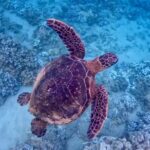 Guided Snorkeling for Beginners with Flotation Wetsuit - Who Should Book This Tour?