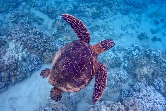 Guided Snorkeling for Beginners with Flotation Wetsuit - Who Should Book This Tour?