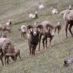 Guided Tour to Banff Highlights & Wildlife With Gondola Admission - Who Will Love This Tour?