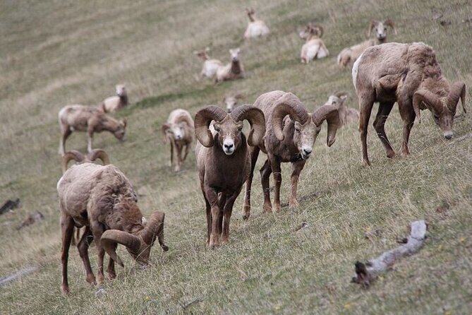 Guided Tour to Banff Highlights & Wildlife With Gondola Admission - Who Will Love This Tour?