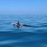 Guided Two hours Jetski Coastal Tour - What Makes This Tour Stand Out?
