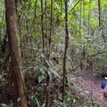 Guided visit in the Palenque jungle (Palenque National Park) - Detailed Itinerary and What You’ll Experience