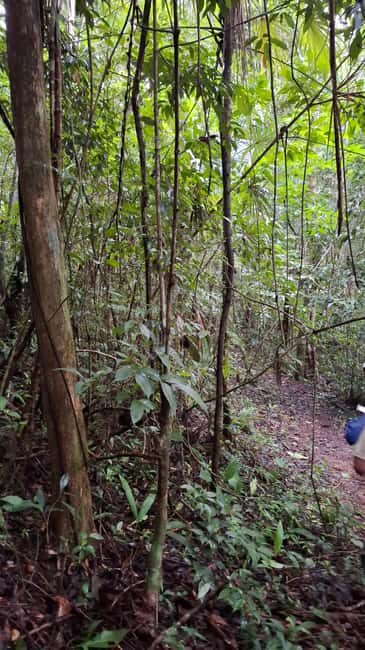 Guided visit in the Palenque jungle (Palenque National Park) - Detailed Itinerary and What You’ll Experience