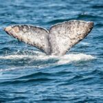 Guided Whale Watching Tour from Long Beach - Who Will Love This Tour?