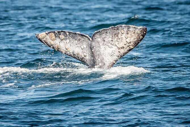 Guided Whale Watching Tour from Long Beach - Who Will Love This Tour?