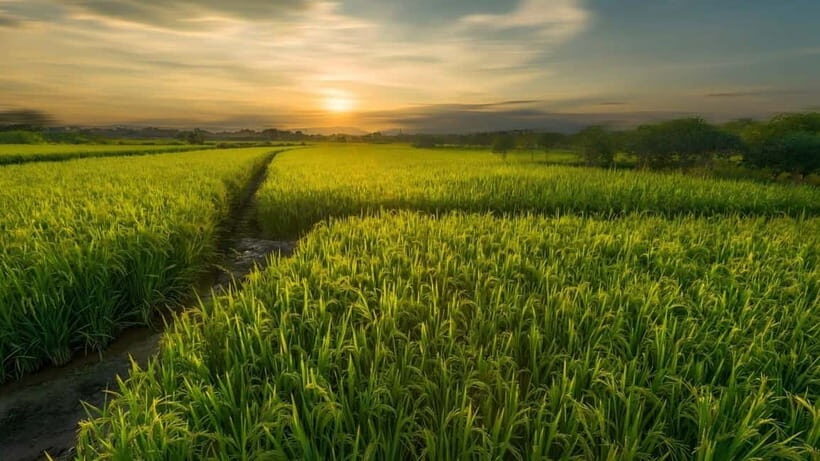 Guilin: Huixian Wetland Boat Ride & Glass Fields Tour - What Travelers Say About This Tour
