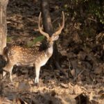 Gujarat: Devalia Park ( Devaliya ) Guided Jeep Safari - Getting There and Logistics