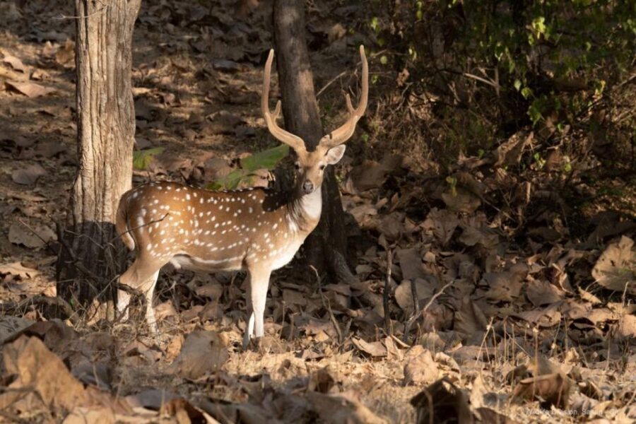 Gujarat: Devalia Park ( Devaliya ) Guided Jeep Safari - Getting There and Logistics