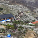 Gwangyang Maewha Flower and Jeonju Hanok Village Tour from Seoul - Authentic Experiences and Traveler Feedback
