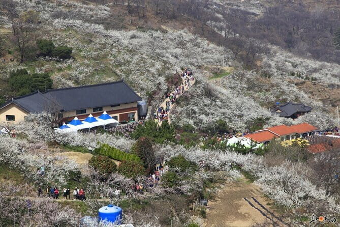 Gwangyang Maewha Flower and Jeonju Hanok Village Tour from Seoul - Authentic Experiences and Traveler Feedback