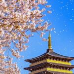Gyeongju Cherry Blossom One Day Tour from Busan (Spring Special) - Key Points