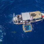 Haleiwa: North Shore Shark Cage Diving Experience - The Experience in Detail