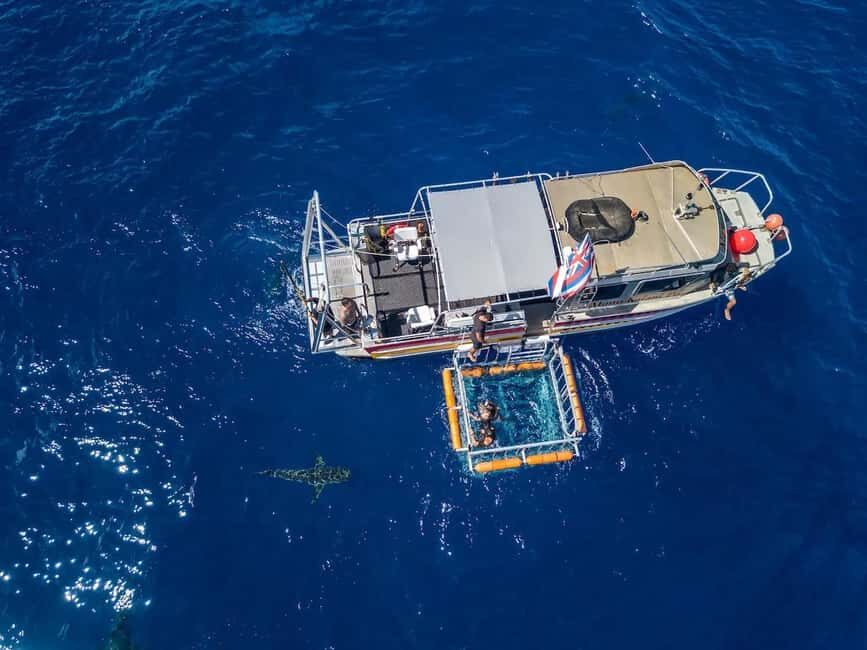 Haleiwa: North Shore Shark Cage Diving Experience - The Experience in Detail