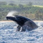 Haleiwa: North Shore Whale Watching Tour by Catamaran - Cost and Value