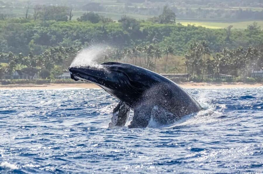 Haleiwa: North Shore Whale Watching Tour by Catamaran - Cost and Value