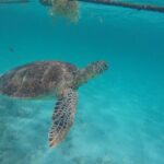 Half Day Akumal Beach Swim and Snorkel with Turtles Experience - The Beach and Free Time