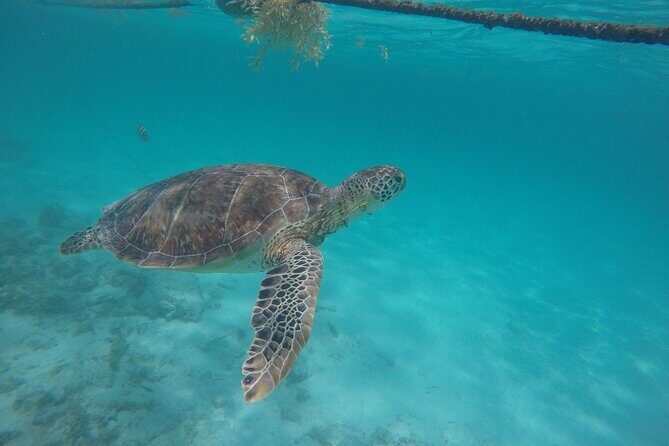 Half Day Akumal Beach Swim and Snorkel with Turtles Experience - The Beach and Free Time