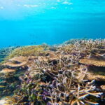 Half Day Amami Japan Boat Snorkeling Adventure - The Value Proposition