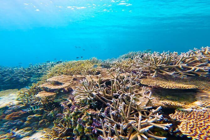 Half Day Amami Japan Boat Snorkeling Adventure - The Value Proposition