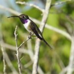 Half-Day Birdwatching Puerto Morelos - The Itinerary Breakdown