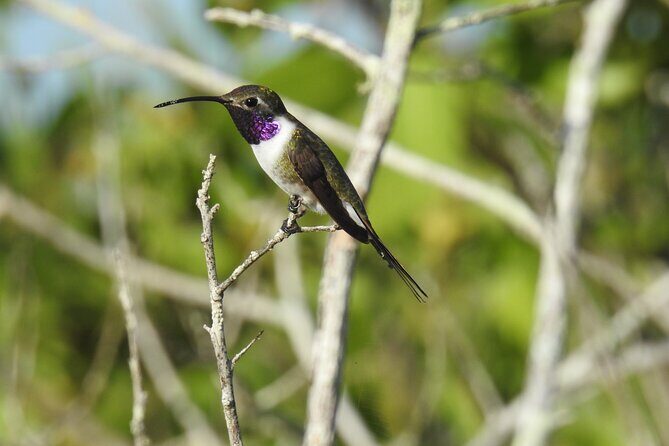 Half-Day Birdwatching Puerto Morelos - The Itinerary Breakdown