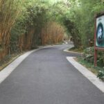 Half-Day Chengdu Panda Research Base Private Tour - The Experience of Visiting Chengdu Panda Research Base
