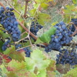 HALF-DAY: Chianti Classic Tour with Wine Experience & visit of San Gimignano - The Sum Up