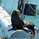 Half-Day Cruise in Marlborough Sounds from Picton - What to Expect from the Itinerary