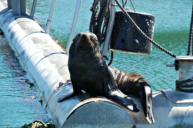 Half-Day Cruise in Marlborough Sounds from Picton - What to Expect from the Itinerary