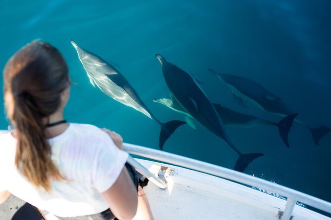Half Day Dolphin Watching Cruise (Departing from Rotorua) - A Detailed Look at the Experience