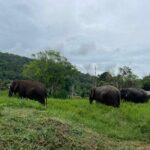 Half-Day Elephant Experience at Rantong - What is the Experience Like?
