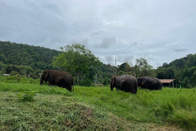 Half-Day Elephant Experience at Rantong - What is the Experience Like?