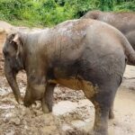 Half Day: Elephant Village Sanctuary - Practical Tips for Your Visit