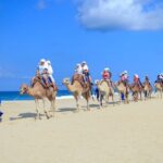 Half Day Guided Camel Safari in Cabo San Lucas - Practical Aspects and What to Expect