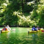 Half-Day Guided Sea Kayak Trip from Picton - What Makes This Tour Stand Out