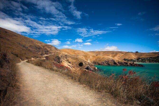 Half Day Guided Walking Tour on Banks Peninsula - Who’s This Tour Perfect For?