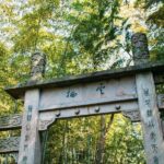 Half-Day Hangzhou Yunxi Bamboo Forest and Tea Plantation Experience - Stop 2: Longjing Tea Fields and Village