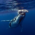 Half-Day Humpback Whales Encounter in Moorea - The Human Element: Guides and Respect