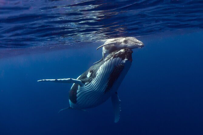 Half-Day Humpback Whales Encounter in Moorea - The Human Element: Guides and Respect