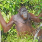 Half day Koran river tour - Sabangau national park - Why This Tour Offers Good Value