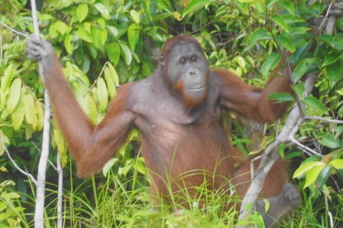 Half day Koran river tour - Sabangau national park - Why This Tour Offers Good Value