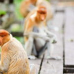 Half Day Labuk Bay Proboscis Monkey Sanctuary | Sandakan - What to Expect on Your Safari