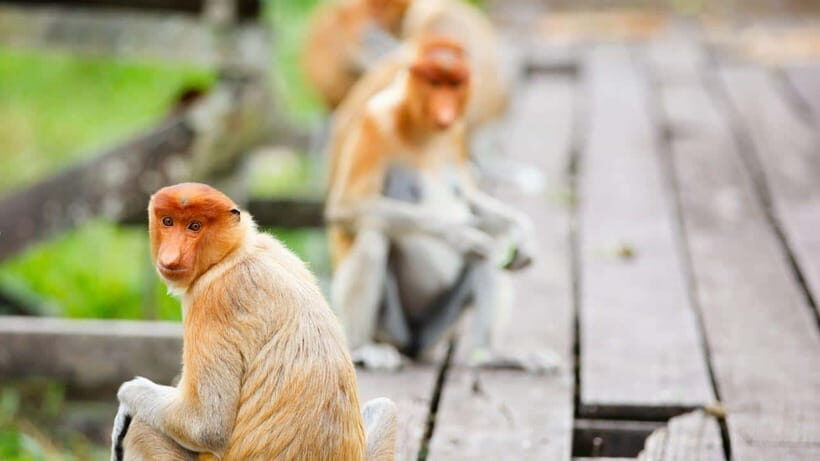 Half Day Labuk Bay Proboscis Monkey Sanctuary | Sandakan - What to Expect on Your Safari