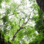Half day Marble Mountain and Linh Ung Pagoda Tour - The Sum Up