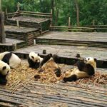 Half Day Morning Trip of Chengdu Giant Pandas - An In-Depth Look at the Tour Experience