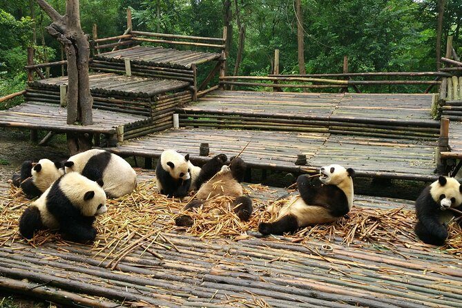 Half Day Morning Trip of Chengdu Giant Pandas - An In-Depth Look at the Tour Experience