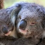Half-Day or Full-Day Tour with Private Guide from Melbourne - An In-Depth Look at the Tour Itinerary and Experience