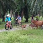 Half-Day Penang Countryside Cycling Tour - What You Can Expect From the Experience